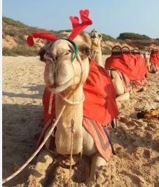 This Christmas, Syrian Children Hope for a Camel...not a Sleigh.